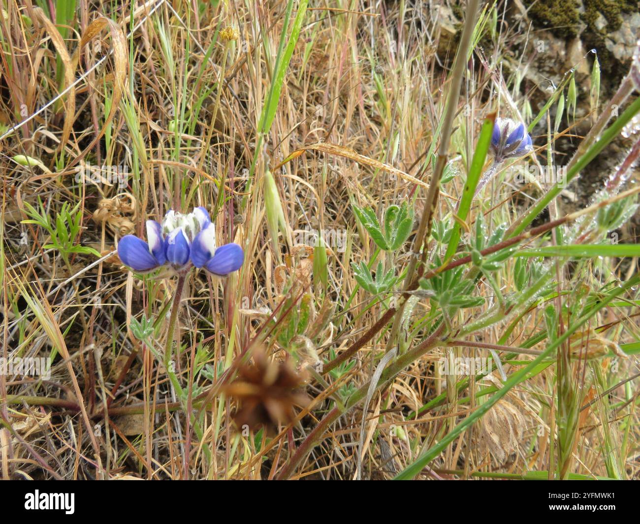 Sky Lupine (Lupinus nanus Stock Photo - Alamy