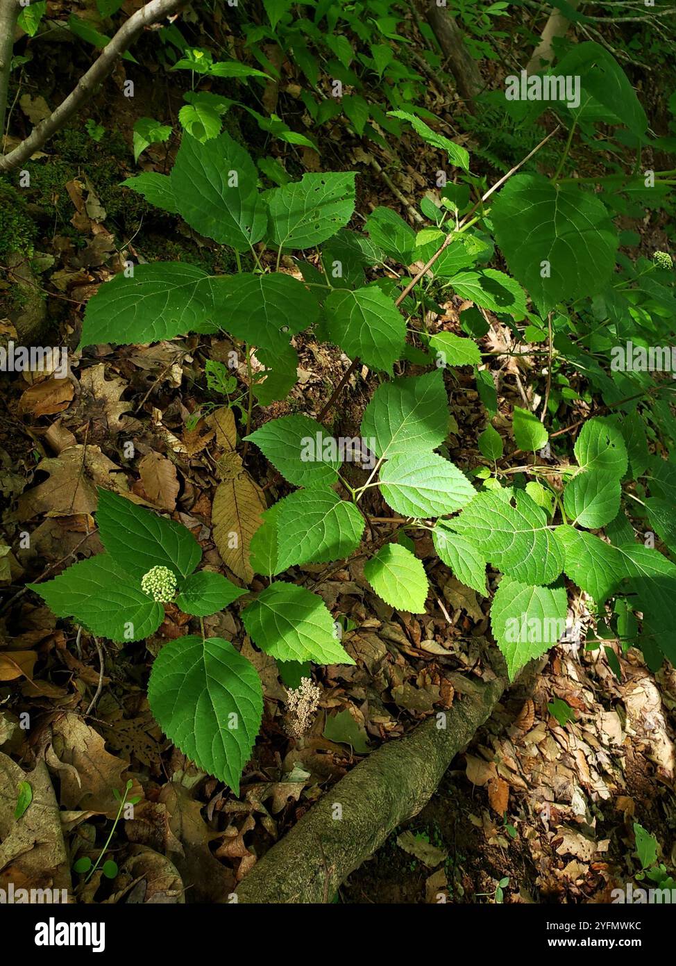 wild hydrangea (Hydrangea arborescens Stock Photo - Alamy