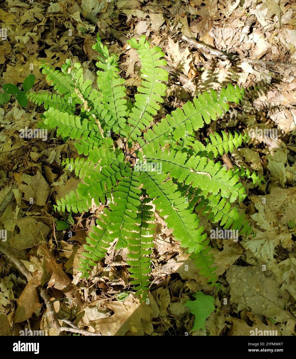 northern maidenhair fern (Adiantum pedatum Stock Photo - Alamy