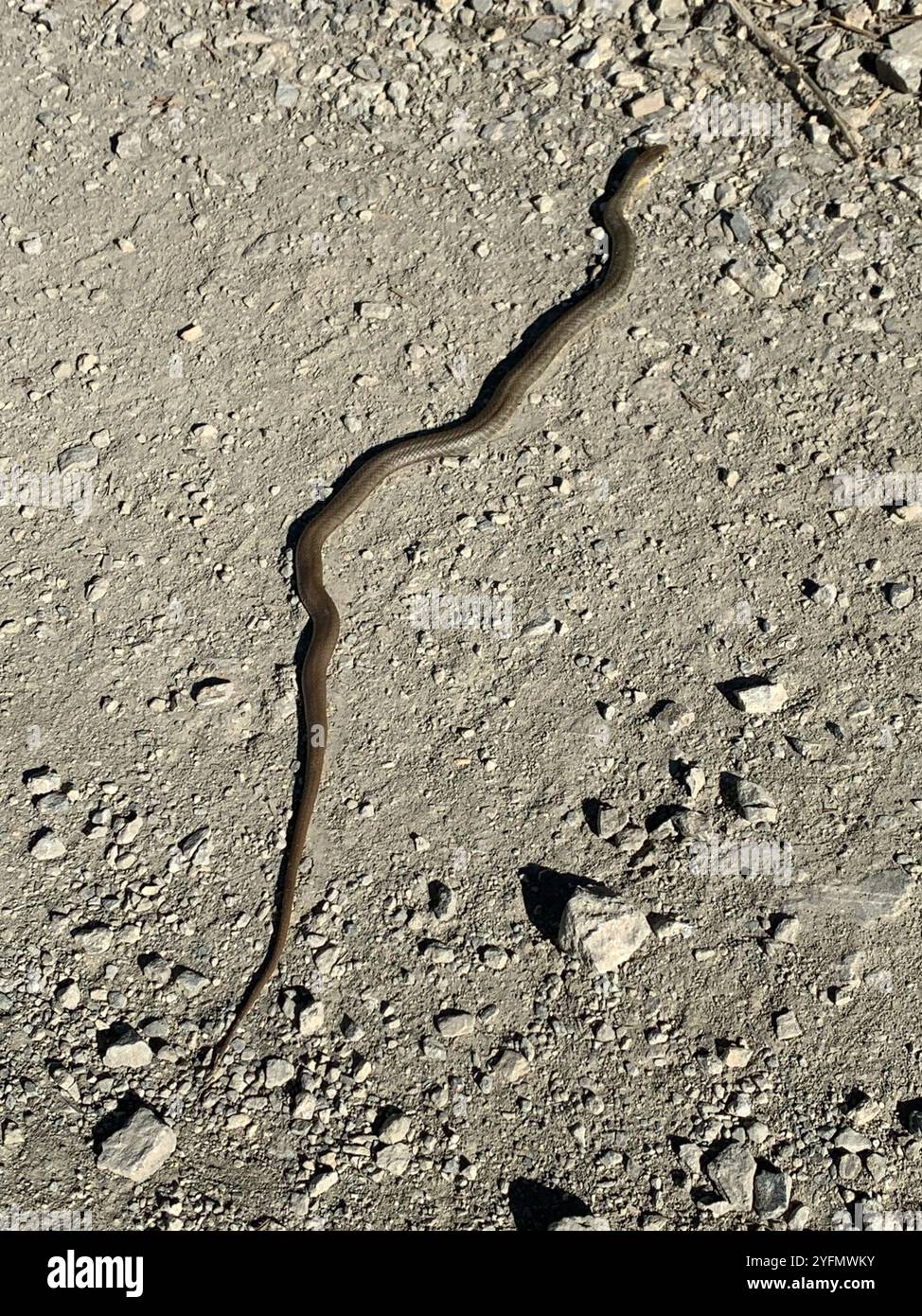 Eastern yellow bellied racer hi-res stock photography and images - Alamy