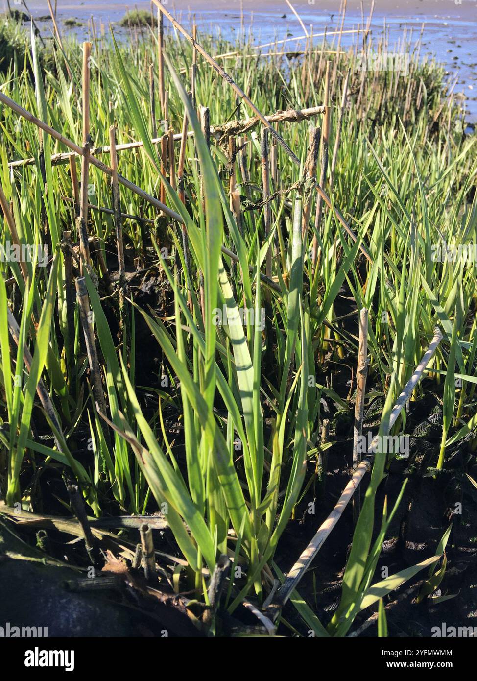 Saltmarsh Cordgrass (Sporobolus alterniflorus Stock Photo - Alamy