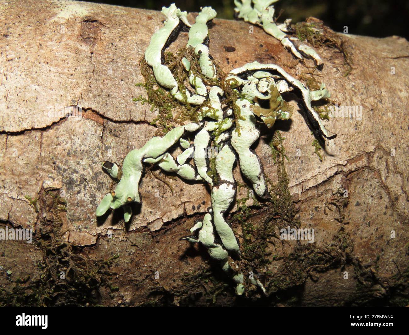Tube Lichens (Hypogymnia Stock Photo - Alamy