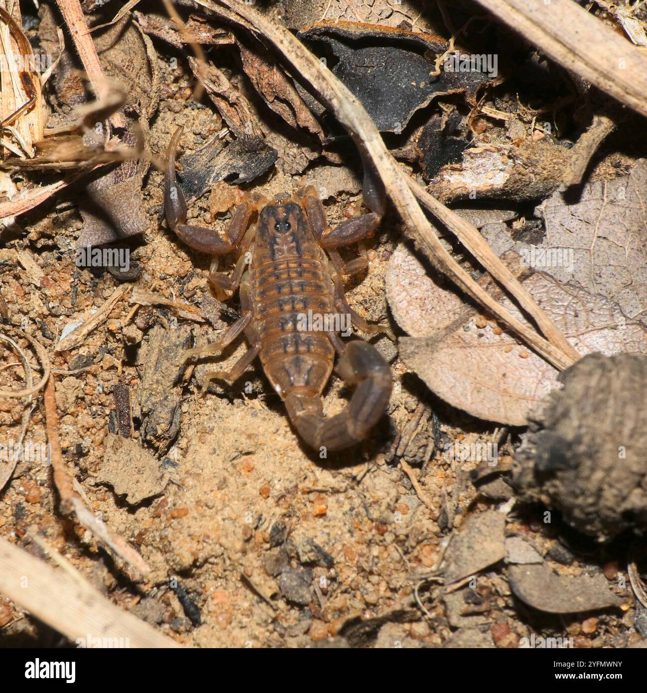 Eastern Nomad Scorpion (Hottentotta trilineatus Stock Photo - Alamy
