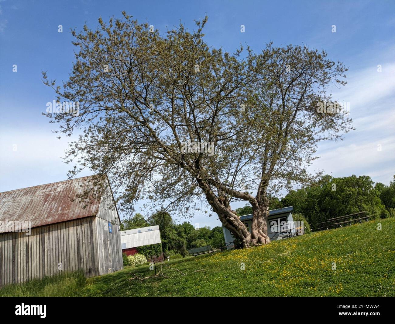 red mulberry (Morus rubra Stock Photo - Alamy