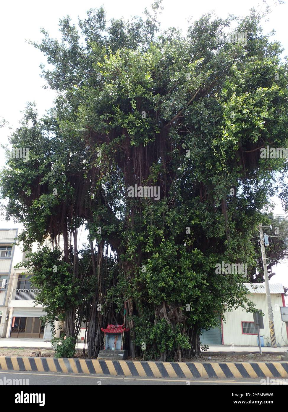 Chinese banyan (Ficus microcarpa Stock Photo - Alamy