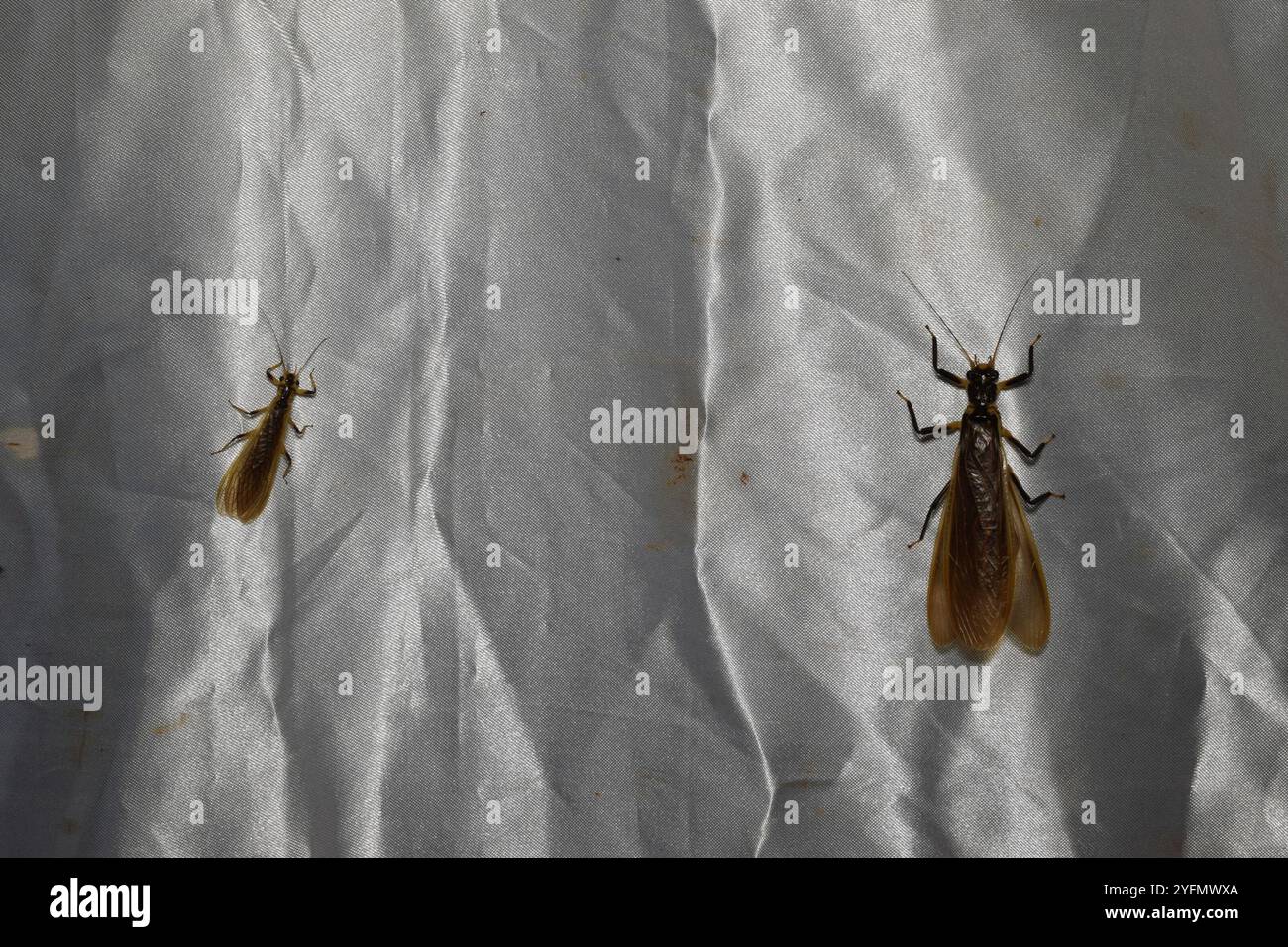 Common Stoneflies (Perlidae Stock Photo - Alamy