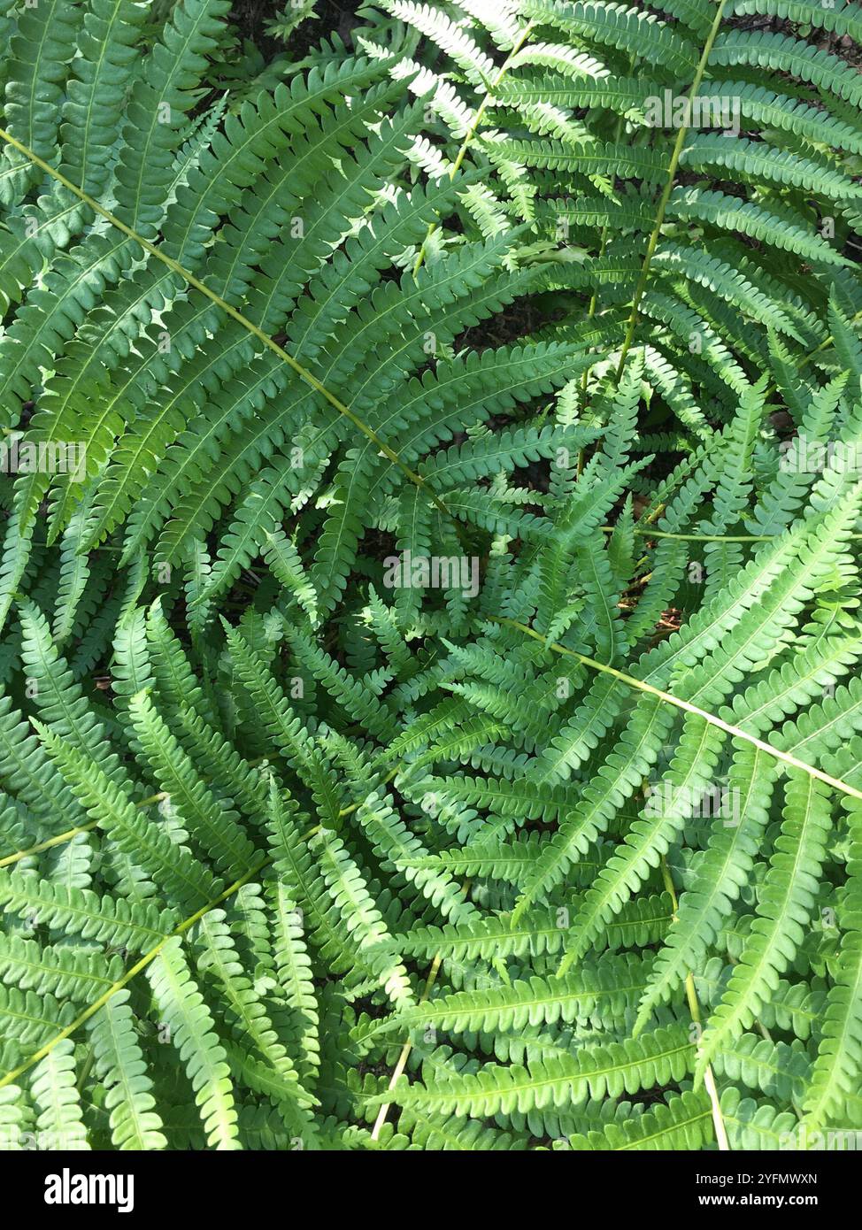 cinnamon fern (Osmundastrum cinnamomeum Stock Photo - Alamy