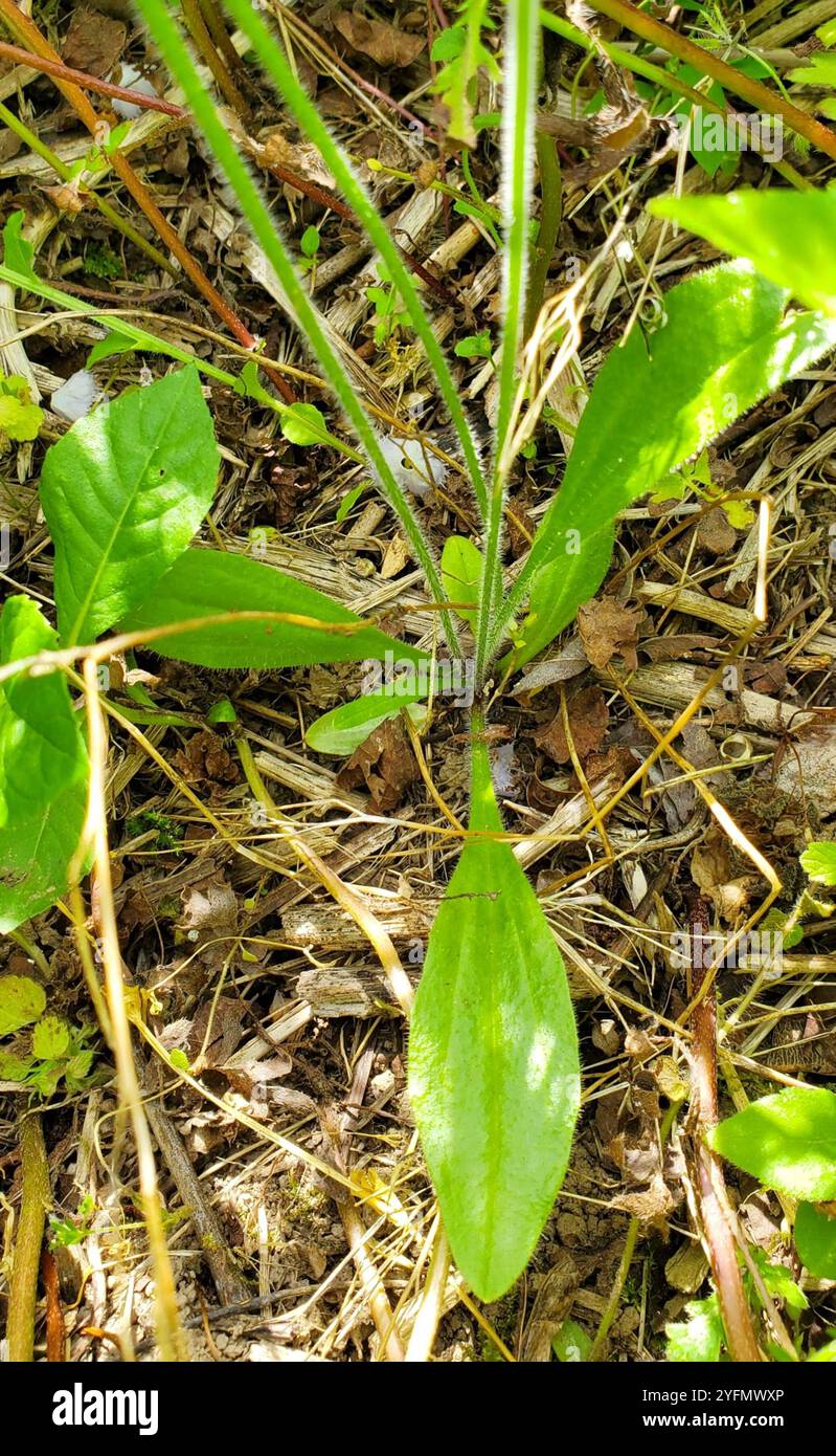 dwarf plantain (Plantago virginica Stock Photo - Alamy