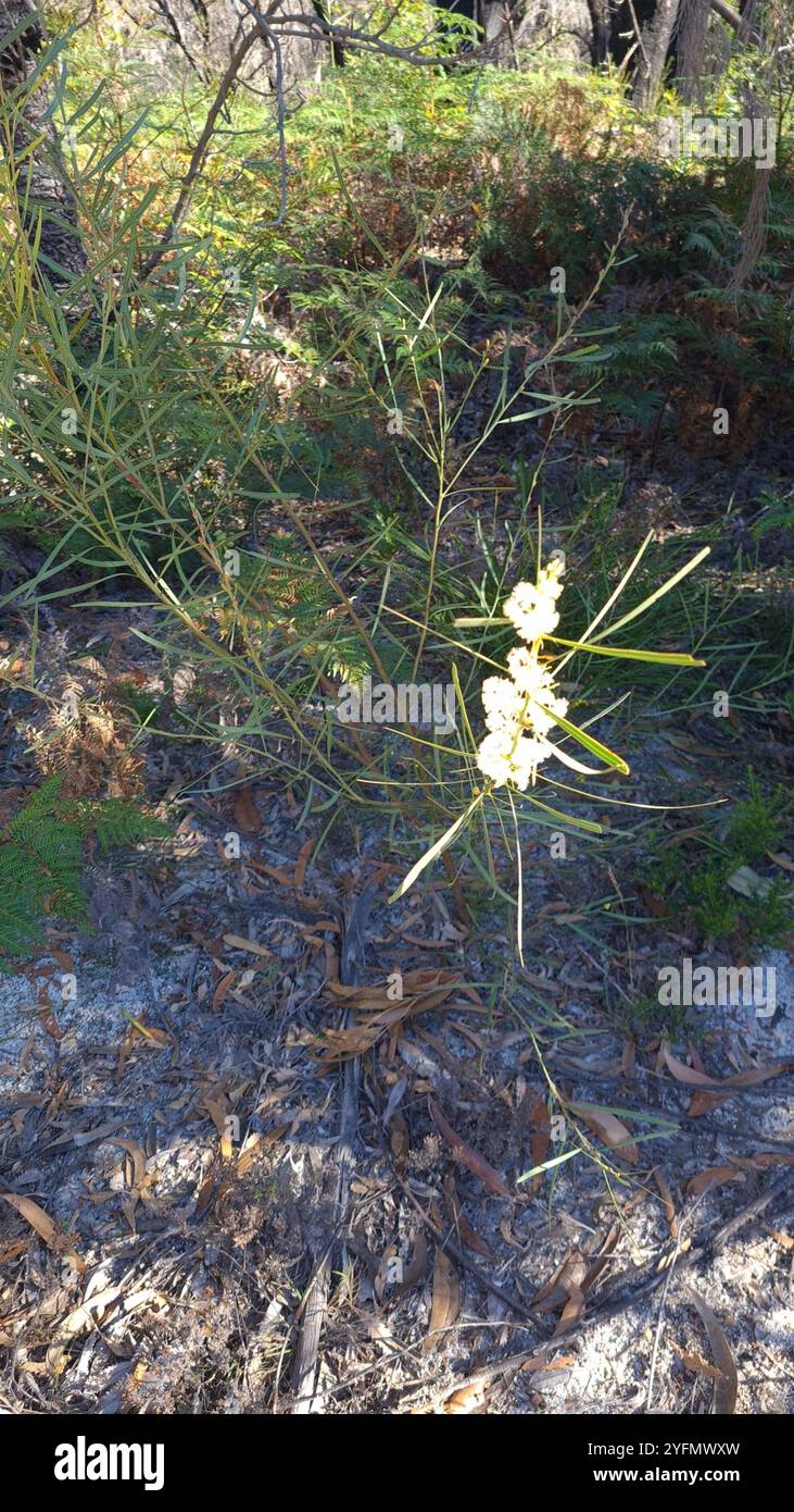 Sweet Wattle (Acacia suaveolens Stock Photo - Alamy