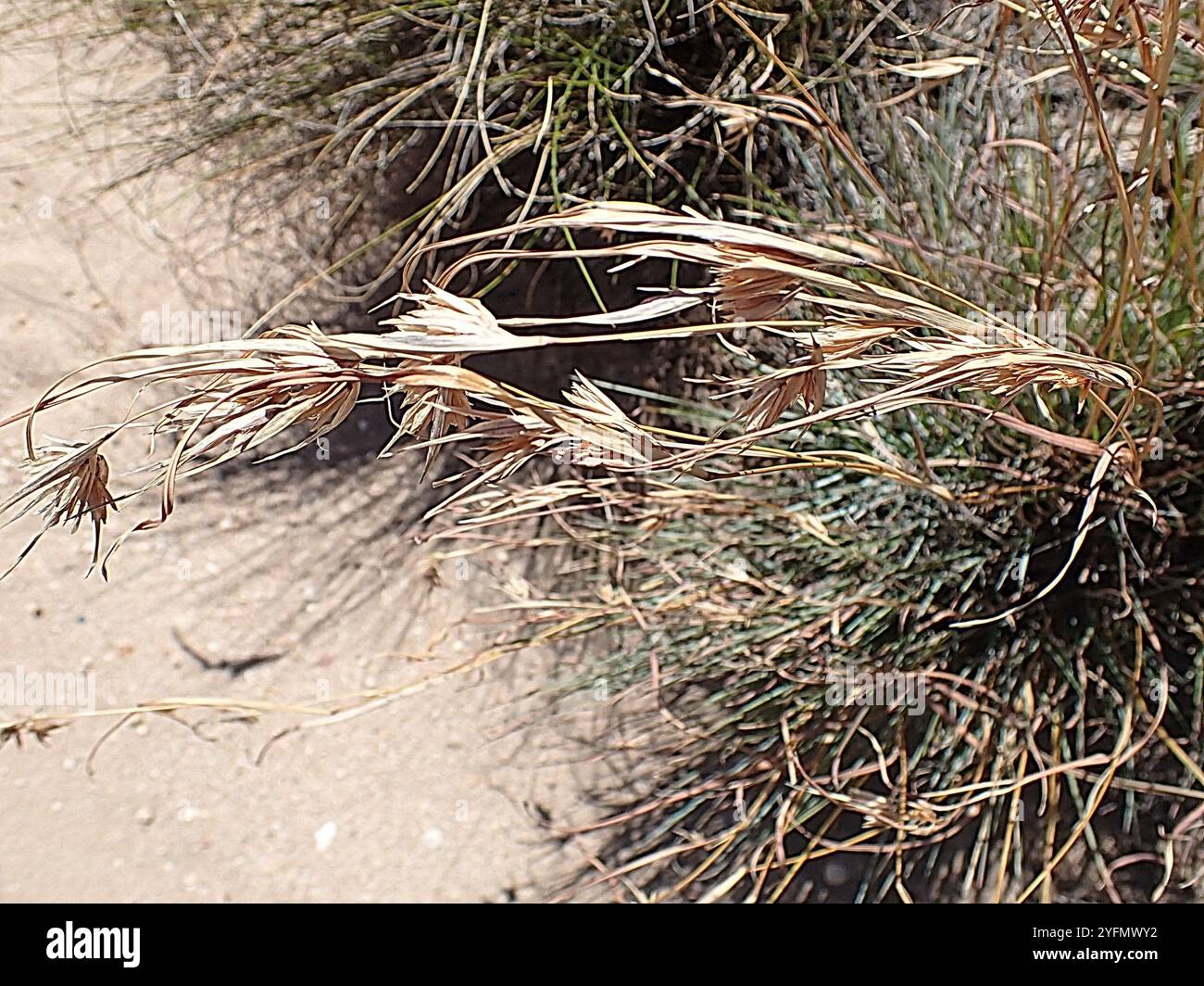 Themeda triandra hi-res stock photography and images - Alamy