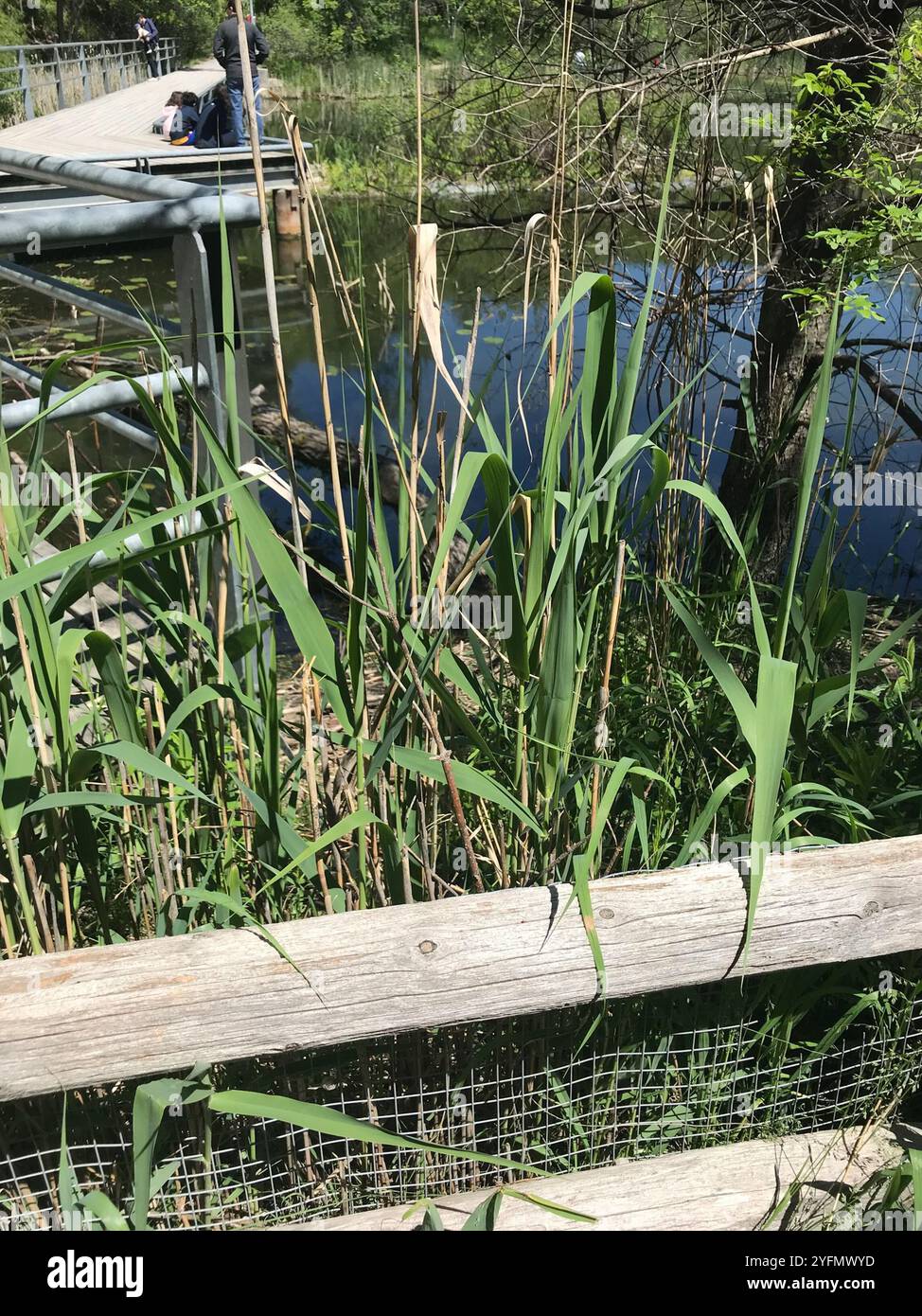 European reed (Phragmites australis australis Stock Photo - Alamy