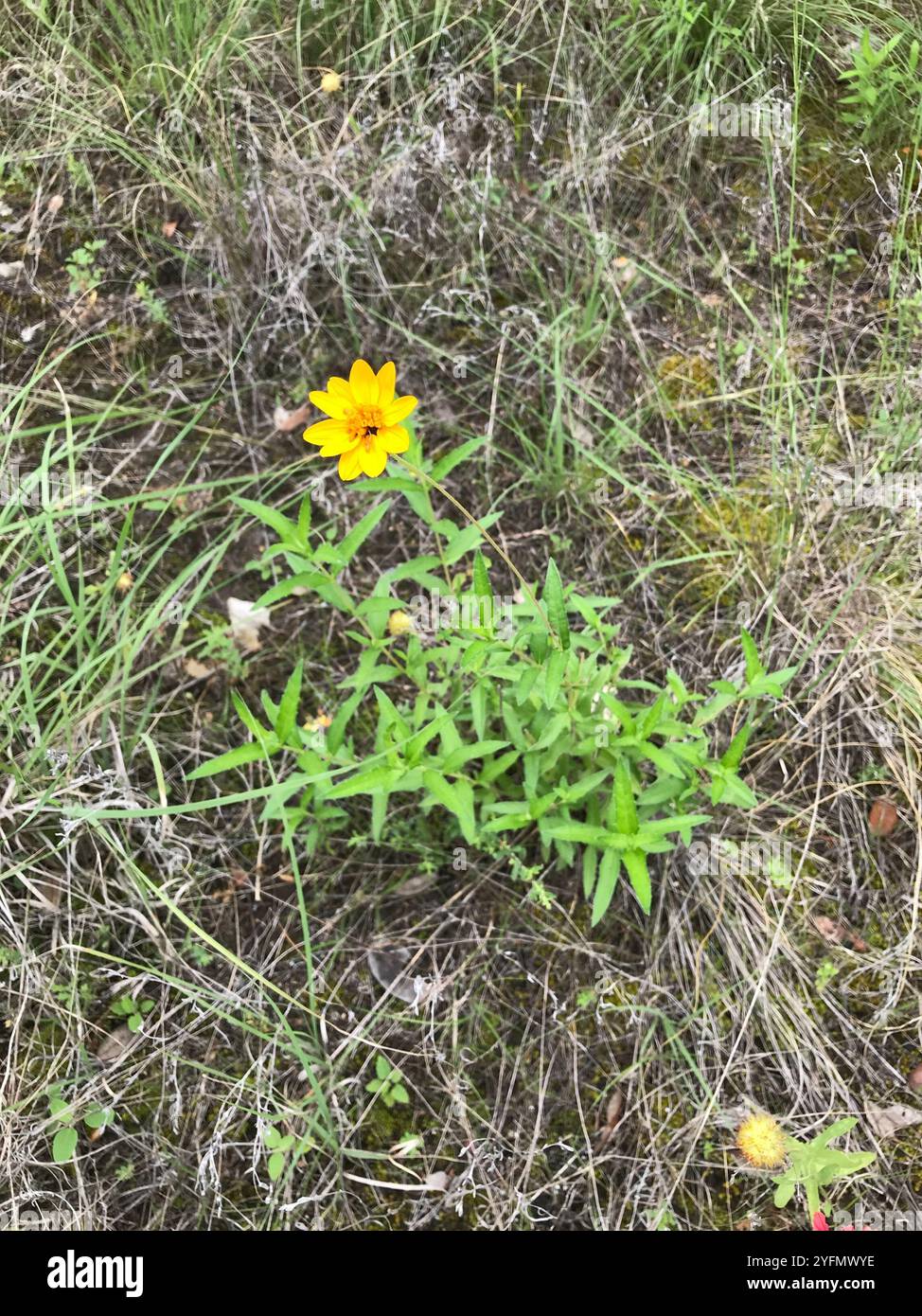 Texas creeping-oxeye (Wedelia hispida Stock Photo - Alamy