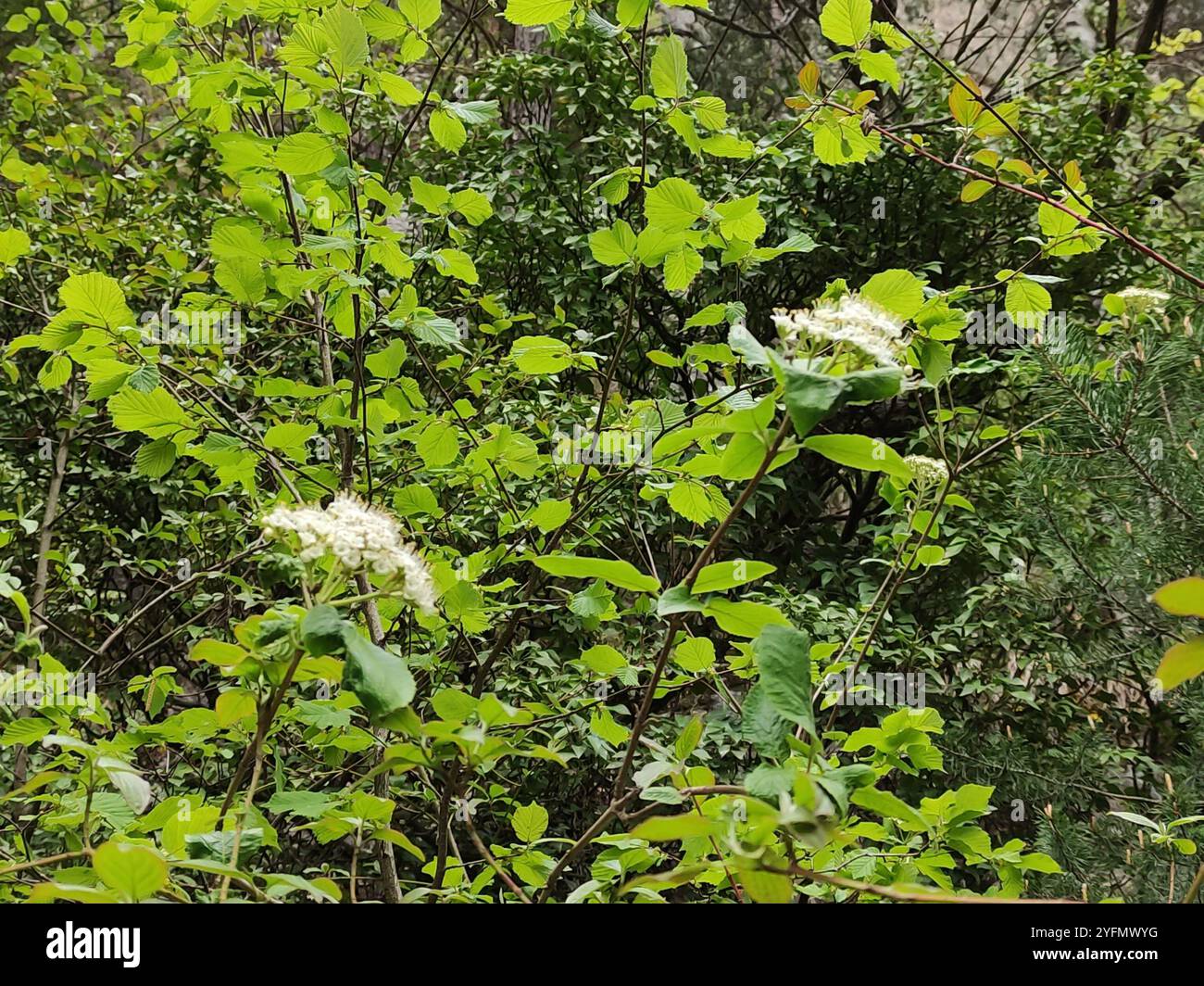 Wayfaring-tree (Viburnum lantana Stock Photo - Alamy