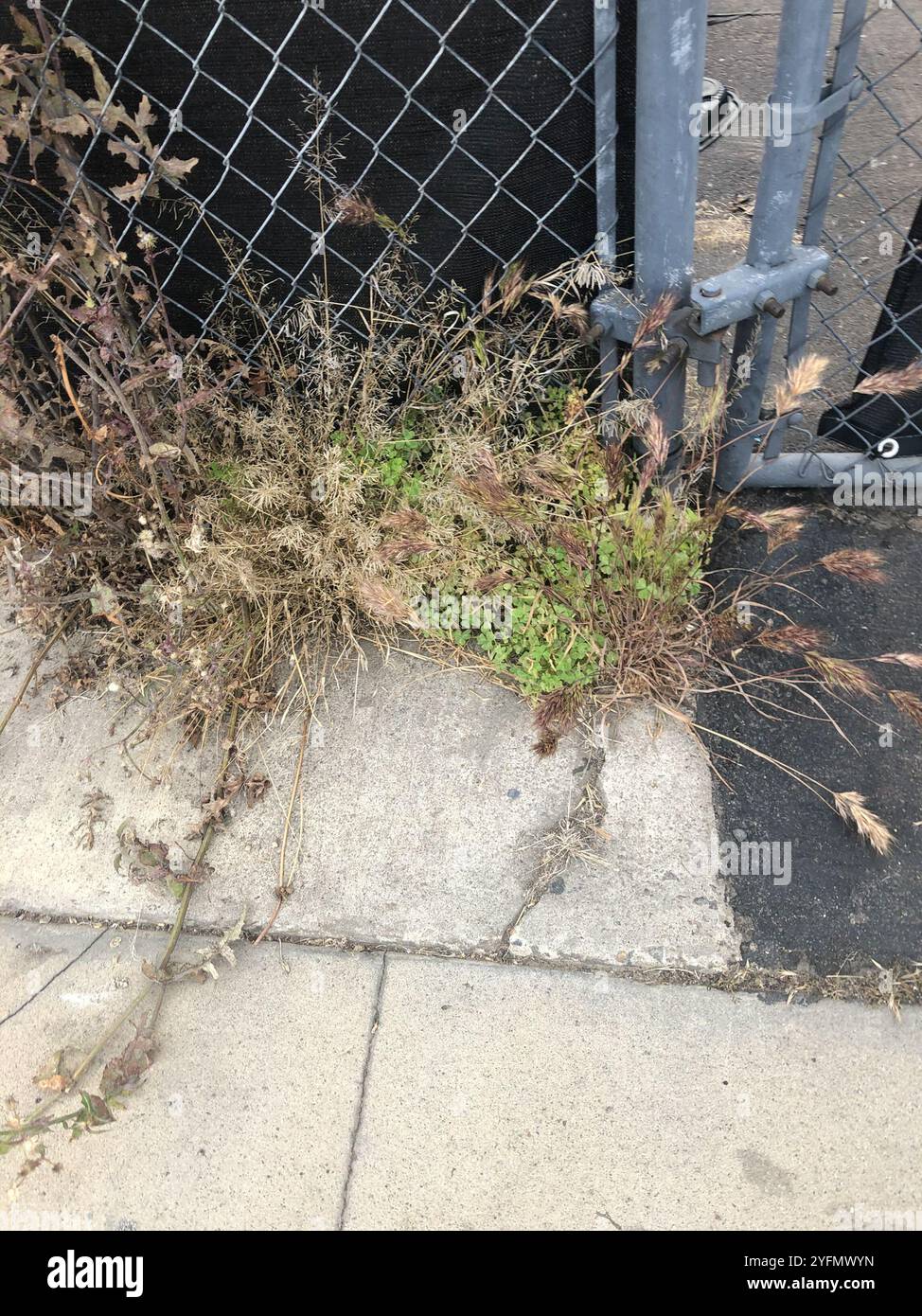 Red Brome (Bromus rubens Stock Photo - Alamy