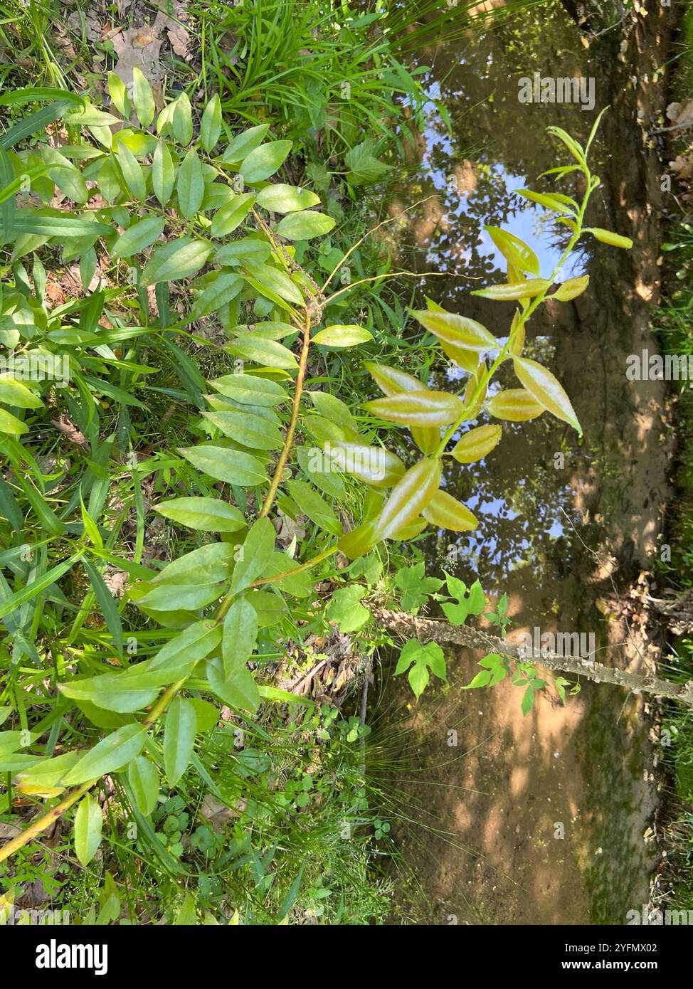 mountain doghobble (Leucothoe fontanesiana Stock Photo - Alamy