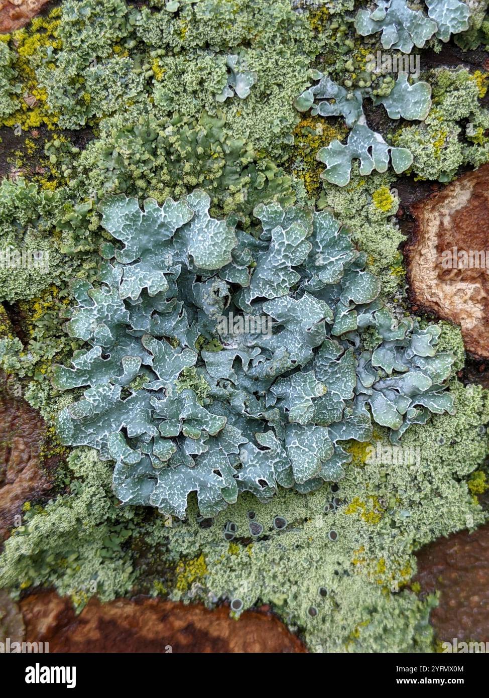 shield lichen (Parmelia sulcata Stock Photo - Alamy