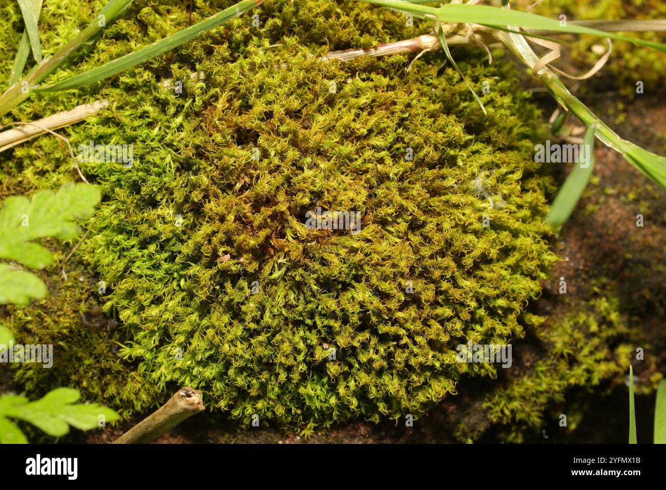 Twisted Moss (Tortella tortuosa Stock Photo - Alamy