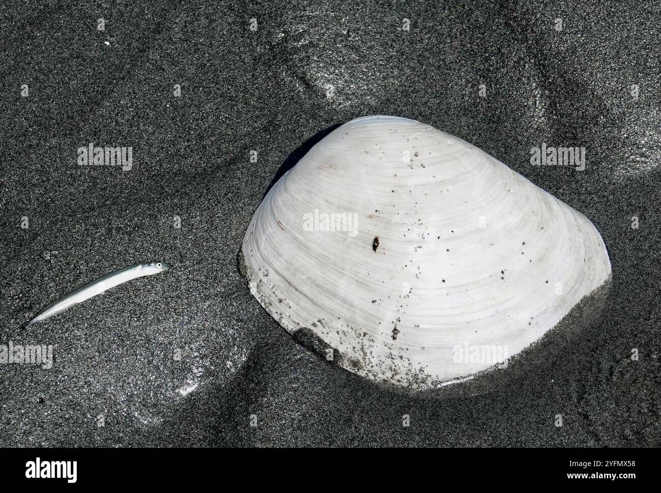 Fat Gaper (Tresus capax Stock Photo - Alamy