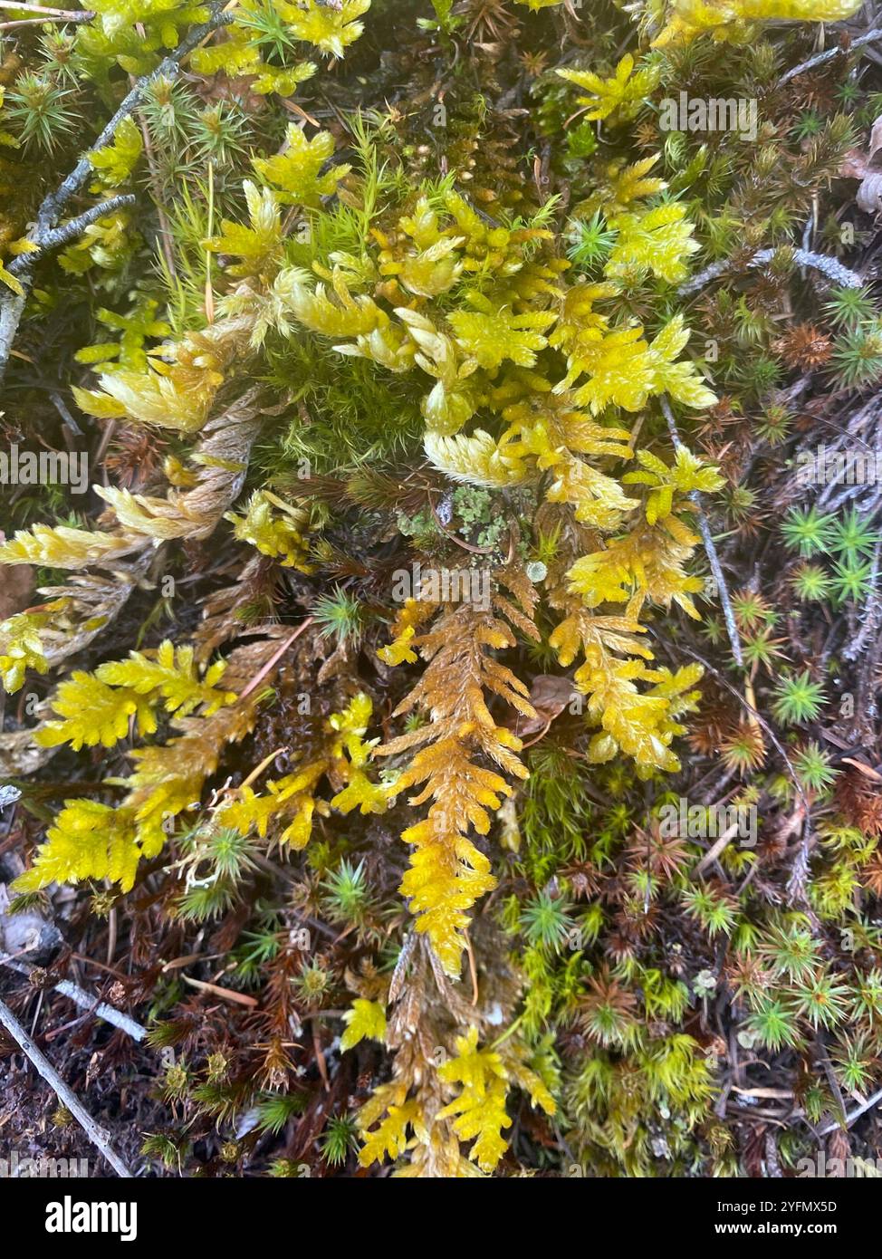 Red-stemmed Feather Moss (Pleurozium schreberi Stock Photo - Alamy