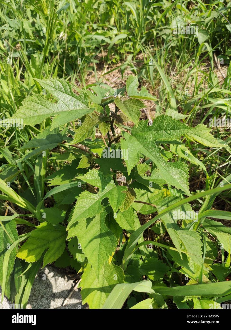 mulberry and fig family (Moraceae Stock Photo - Alamy
