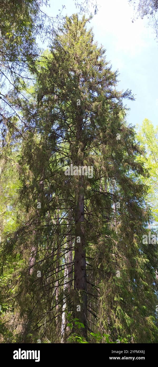 Siberian spruce (Picea obovata Stock Photo - Alamy