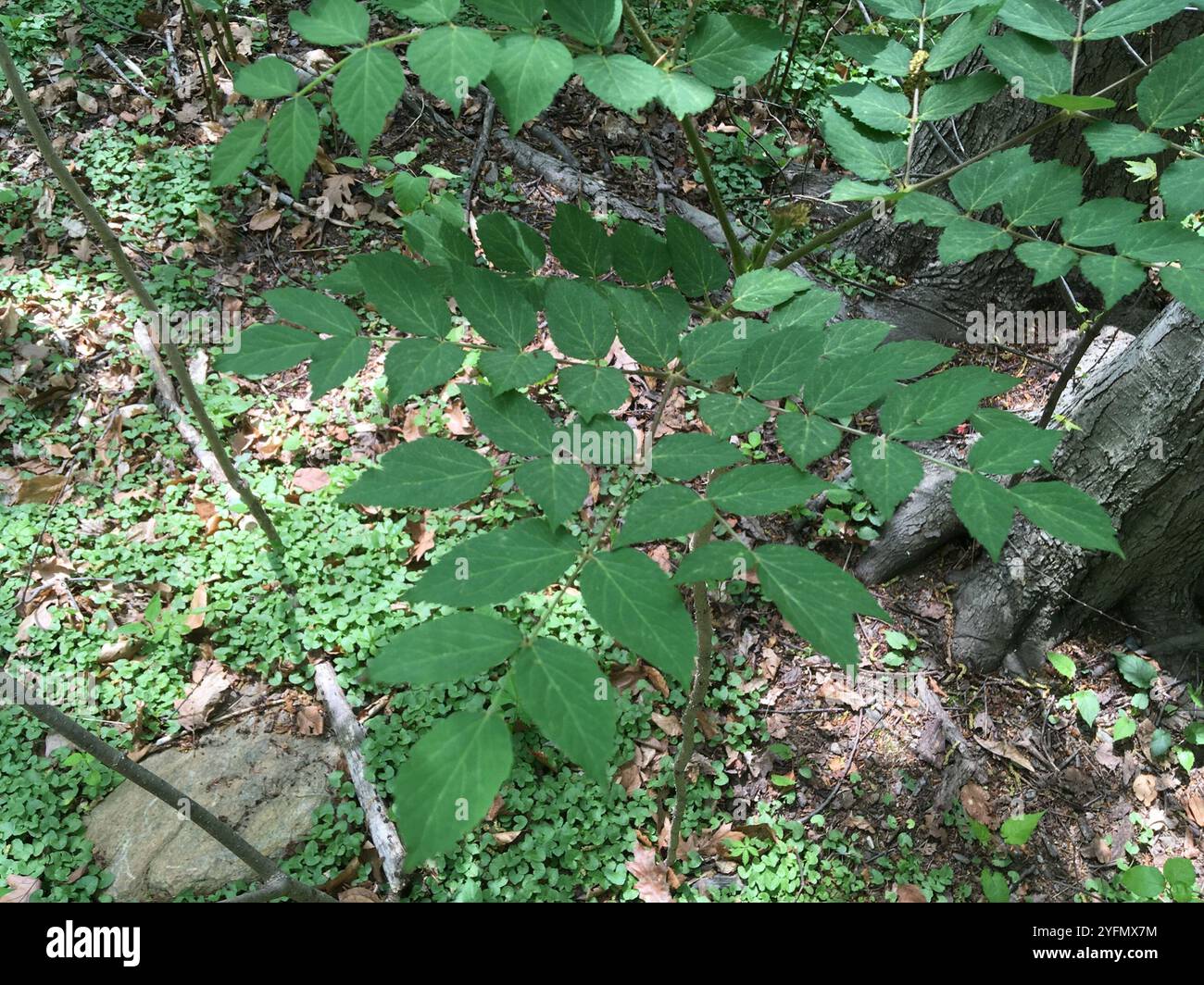Japanese angelica tree (Aralia elata Stock Photo - Alamy