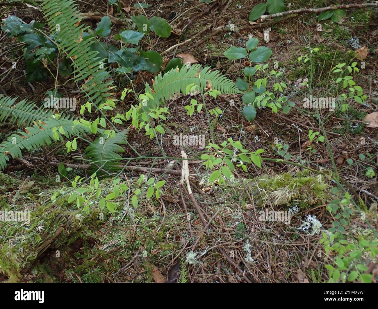 Red Huckleberry (Vaccinium parvifolium Stock Photo - Alamy