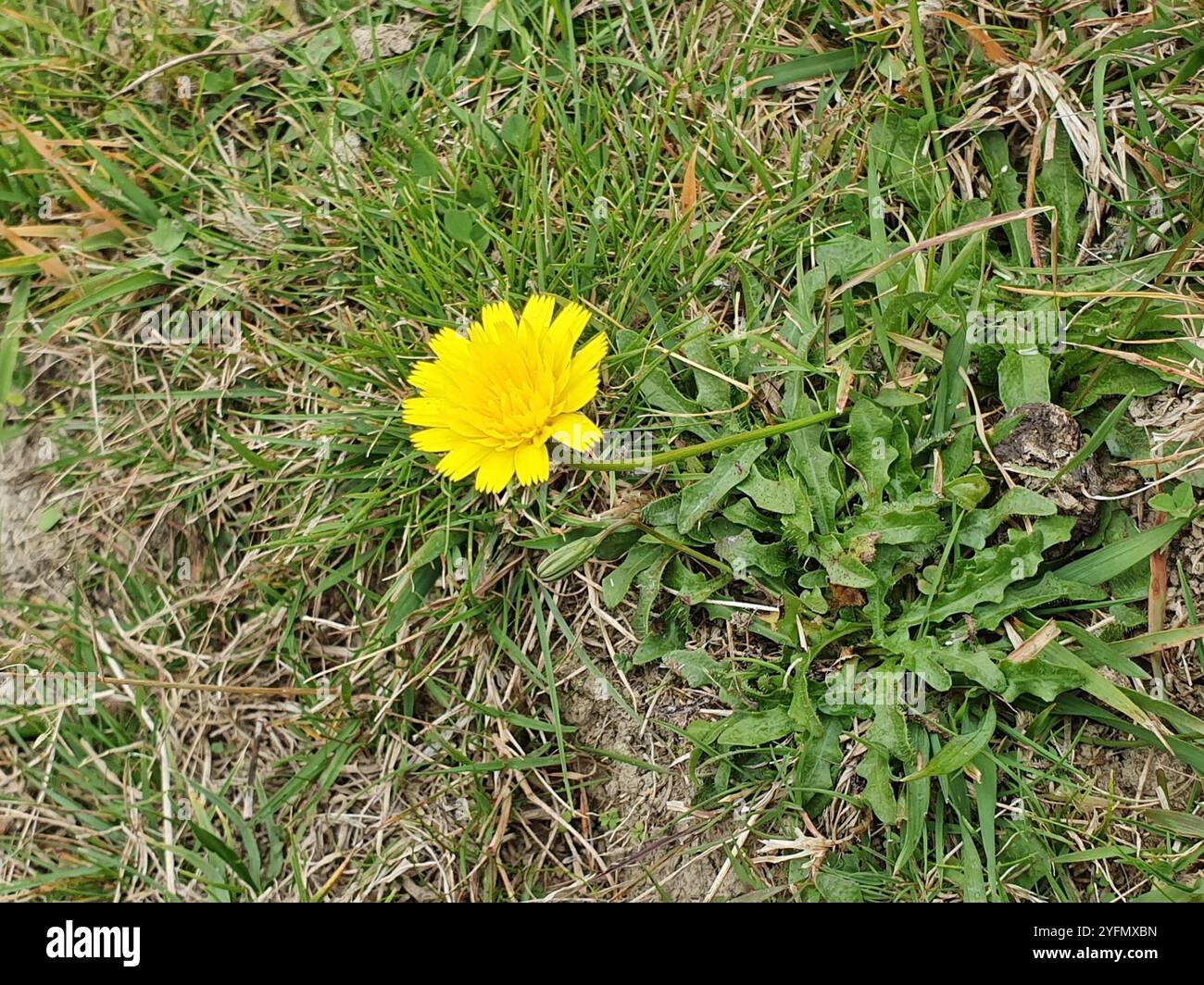 Common Cat's-ear (Hypochaeris radicata Stock Photo - Alamy