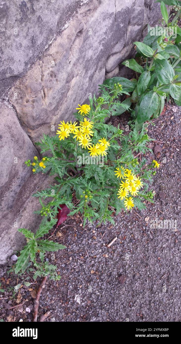 Oxford Ragwort (Senecio squalidus Stock Photo - Alamy