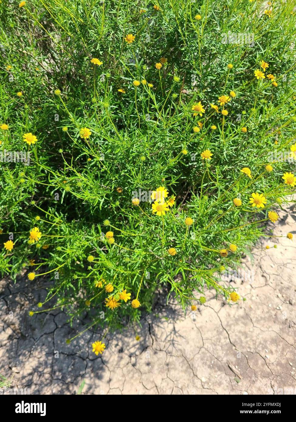 Skeletonleaf Goldeneye (Sidneya tenuifolia Stock Photo - Alamy