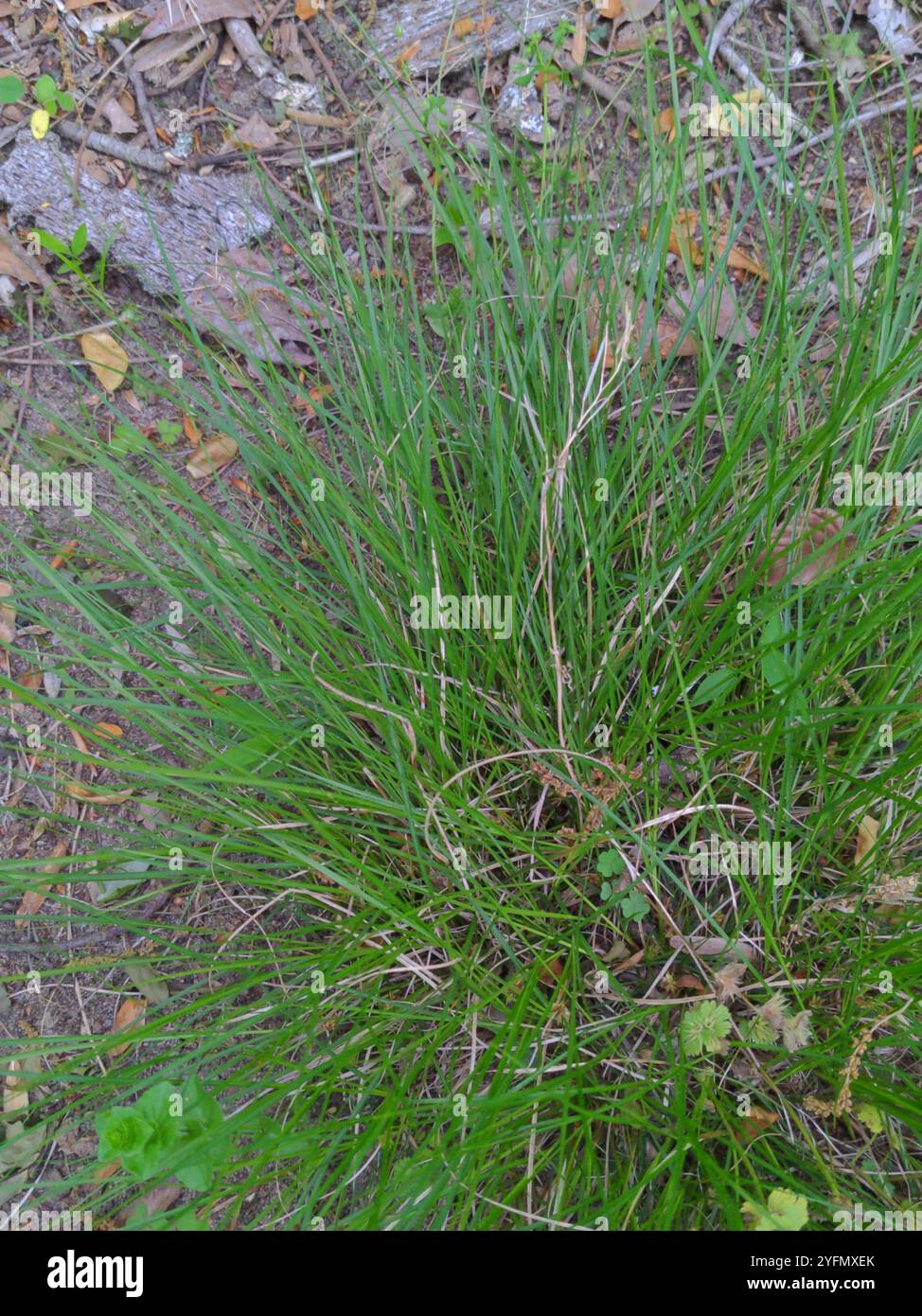 tufted hair grass (Deschampsia cespitosa Stock Photo - Alamy