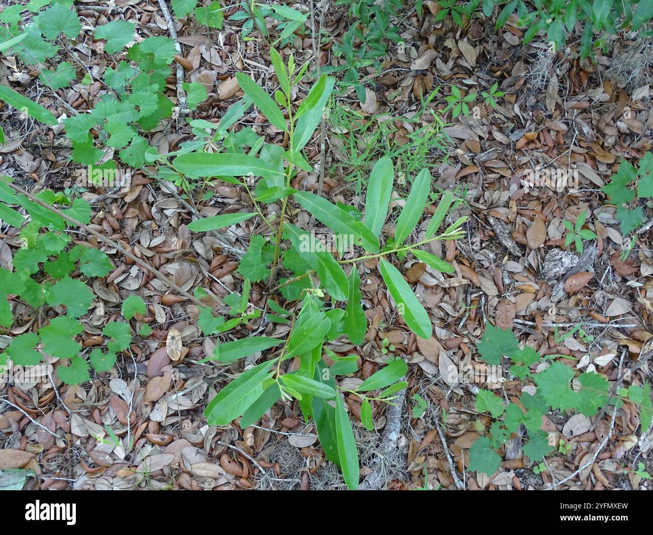Gopher-berry (Asimina pygmea Stock Photo - Alamy