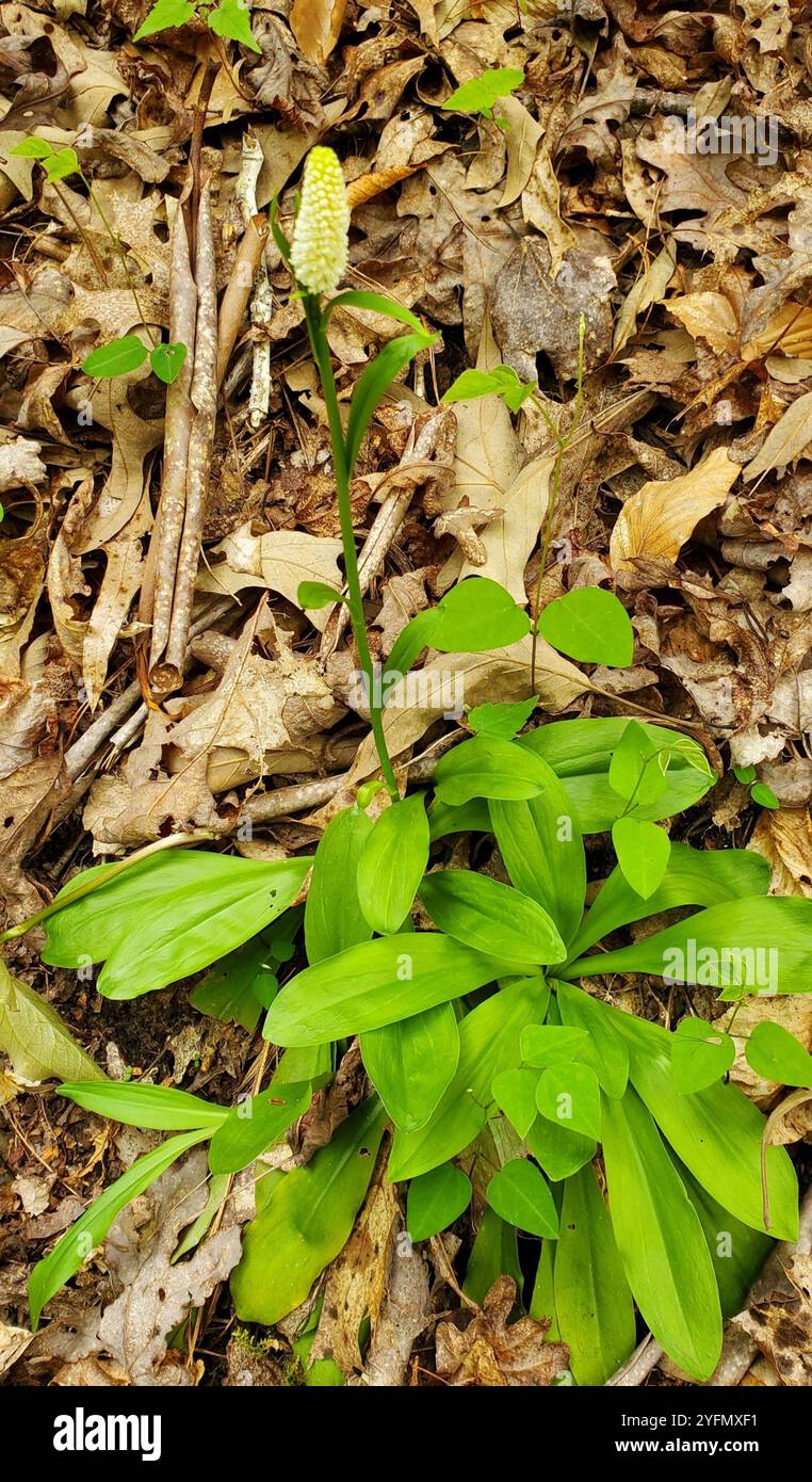 devil's bit (Chamaelirium luteum Stock Photo - Alamy