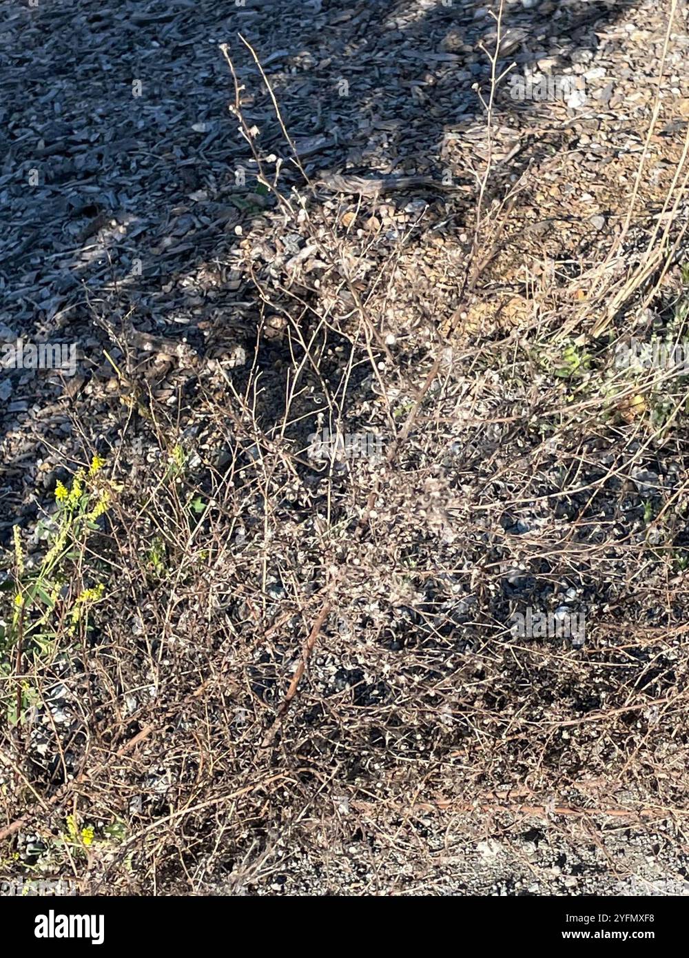 Stinkwort (Dittrichia graveolens Stock Photo - Alamy