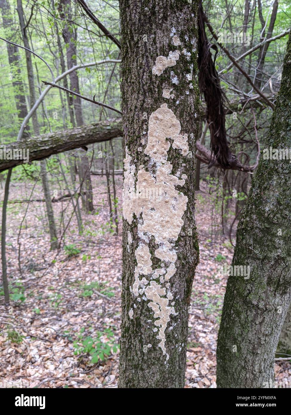 Milk-white Toothed Polypore (Irpex lacteus Stock Photo - Alamy