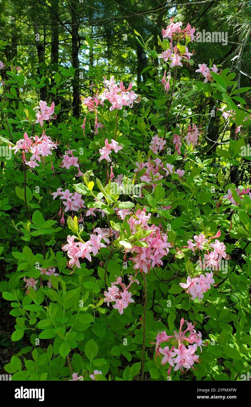 early azalea (Rhododendron prinophyllum Stock Photo - Alamy