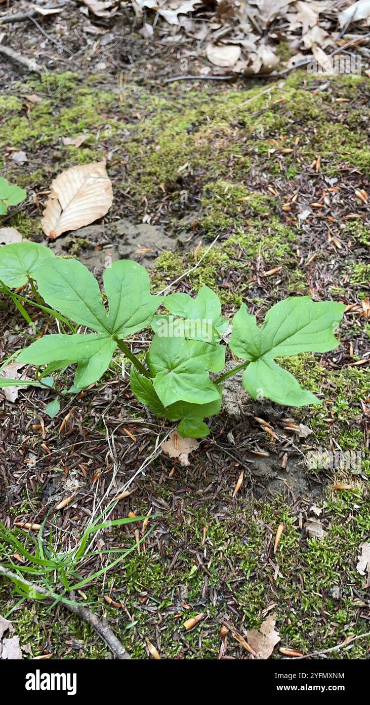 Nabalus trifoliolatus hi-res stock photography and images - Alamy