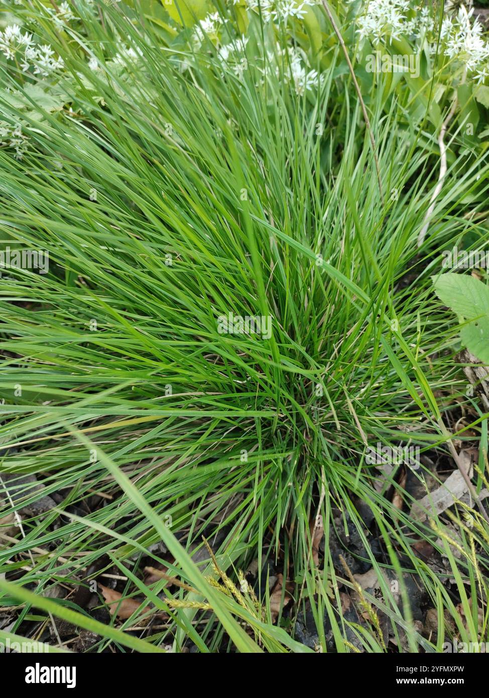 tufted hair grass (Deschampsia cespitosa Stock Photo - Alamy