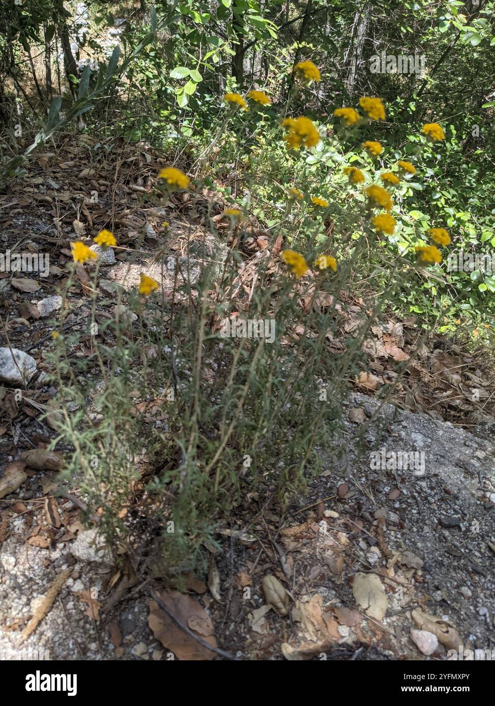 Golden Yarrow (Eriophyllum confertiflorum Stock Photo - Alamy