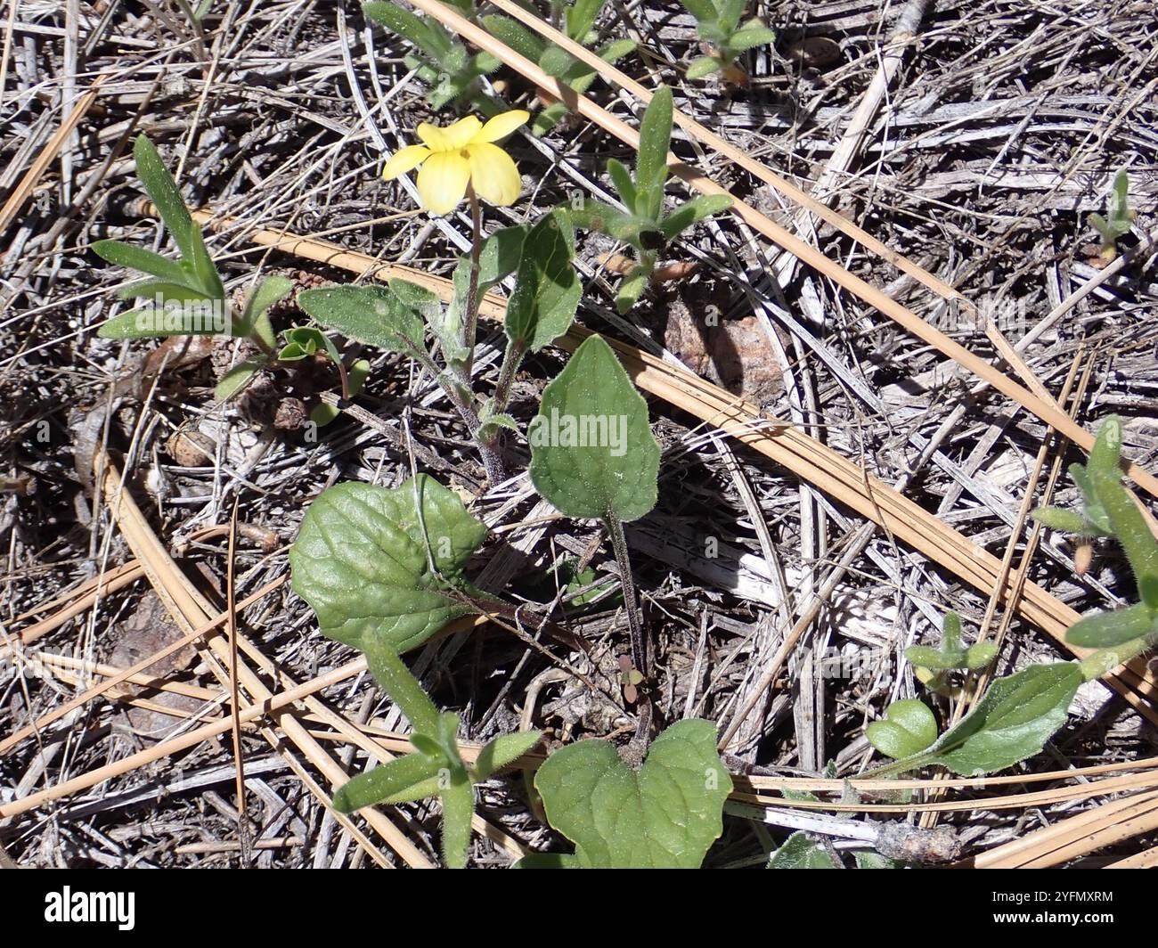 mountain violet (Viola purpurea purpurea Stock Photo - Alamy