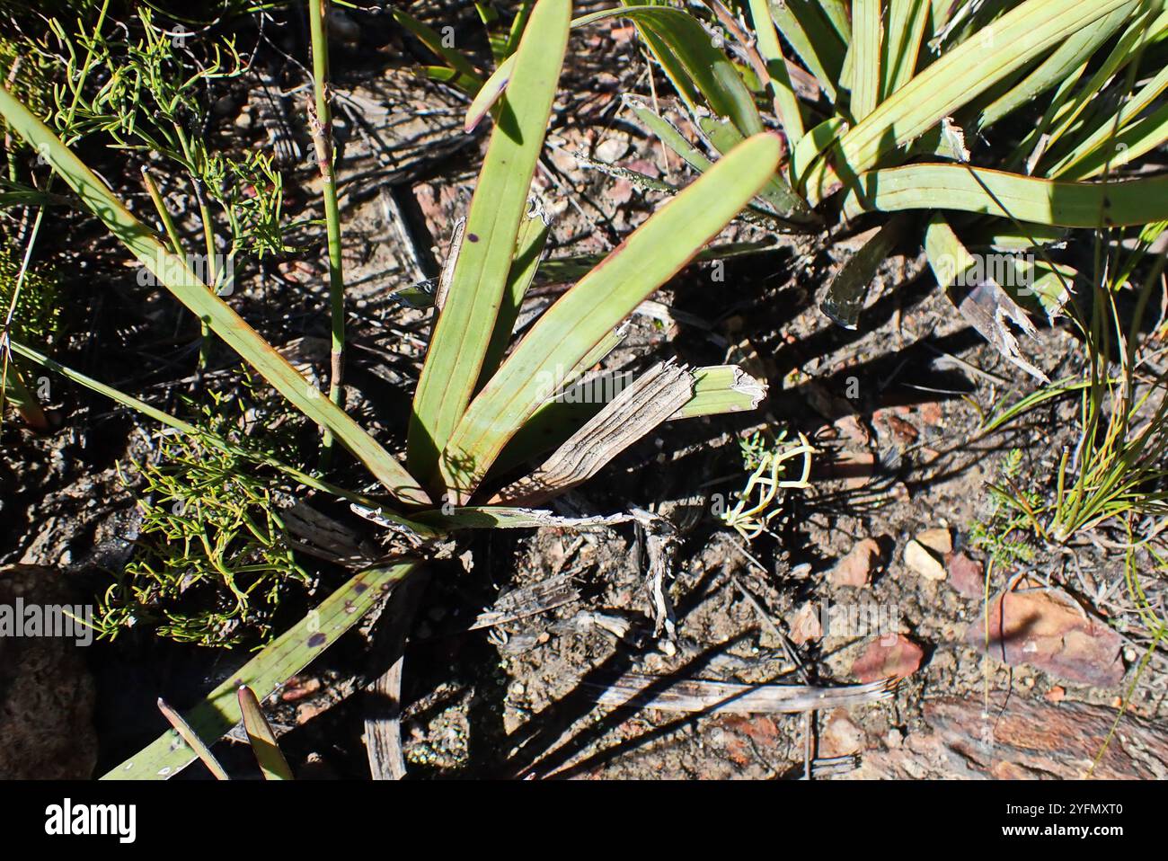 Corymbium hi-res stock photography and images - Alamy
