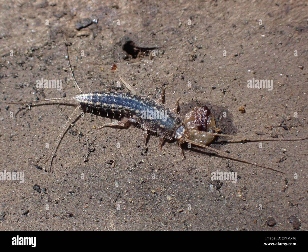 Ctenolepisma lineatum hi-res stock photography and images - Alamy