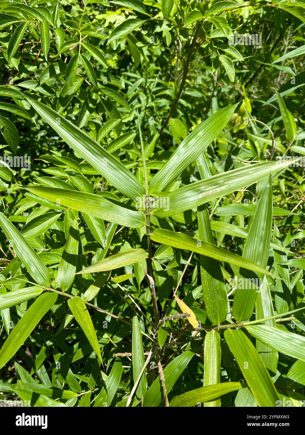 switch cane (Arundinaria tecta Stock Photo - Alamy