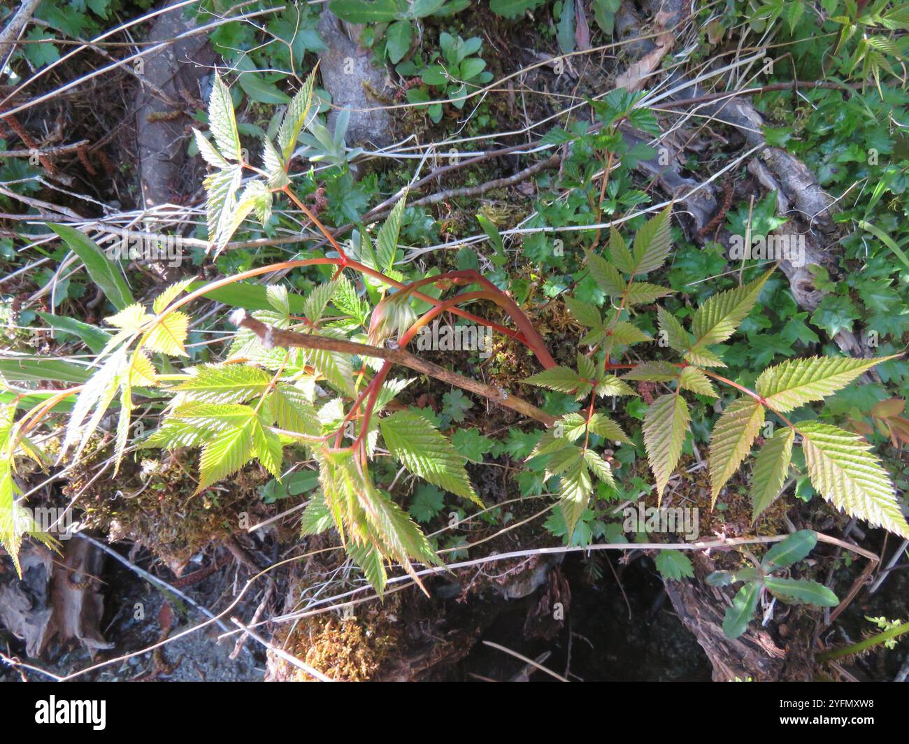 Goatsbeard (Aruncus dioicus Stock Photo - Alamy