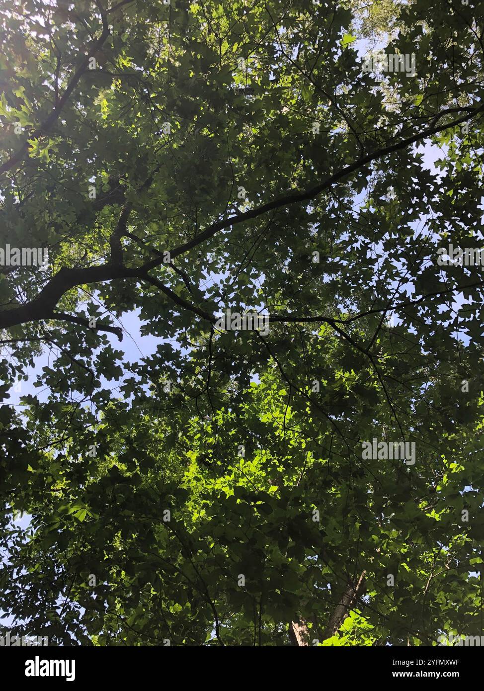 cherrybark oak (Quercus pagoda Stock Photo - Alamy