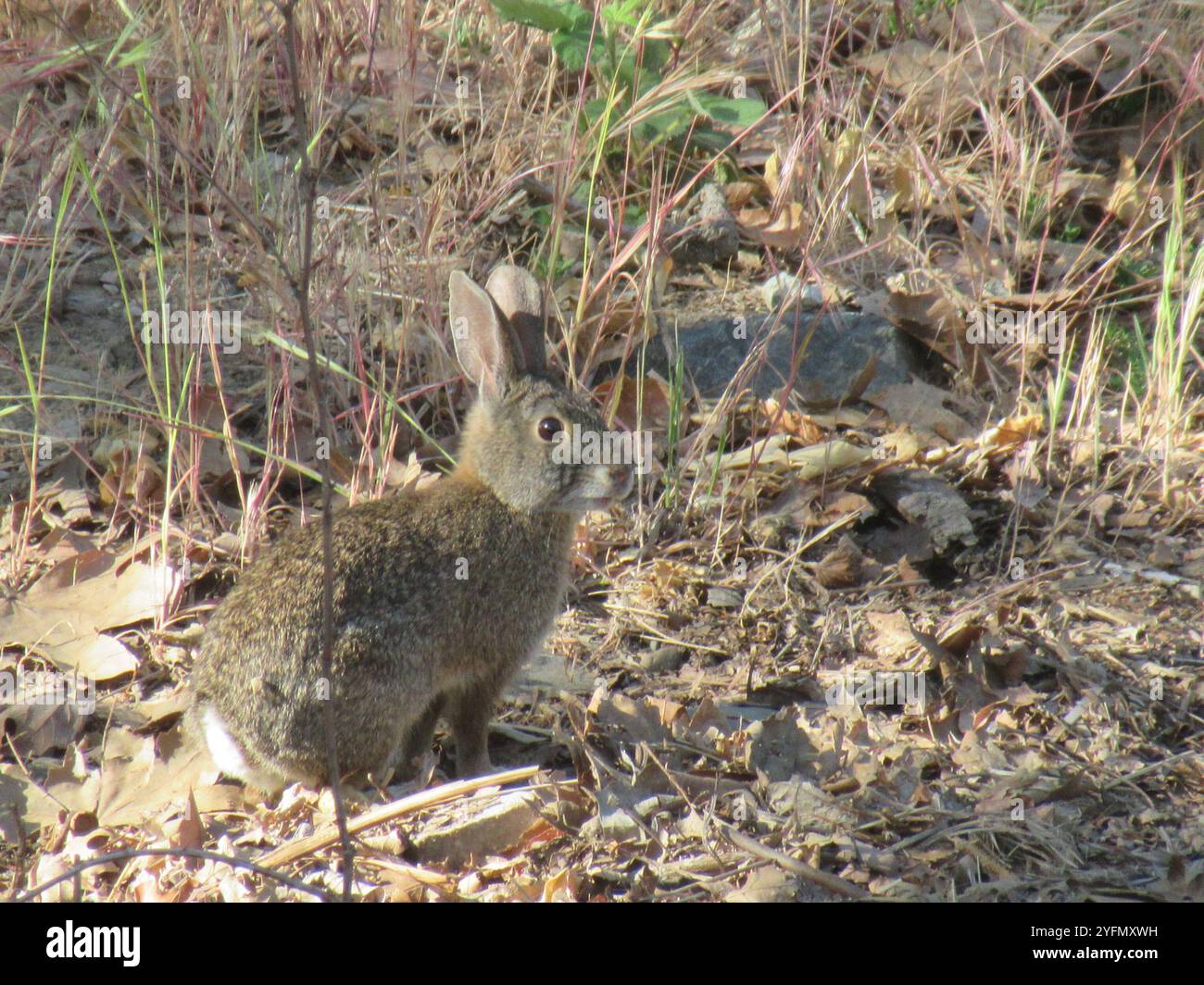 Brush Rabbit (Sylvilagus bachmani Stock Photo - Alamy