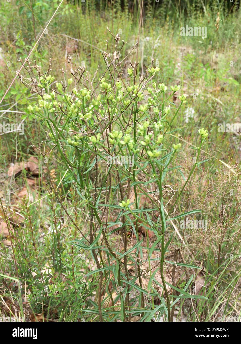 Narrowleaf Whitetop Aster (Sericocarpus linifolius Stock Photo - Alamy