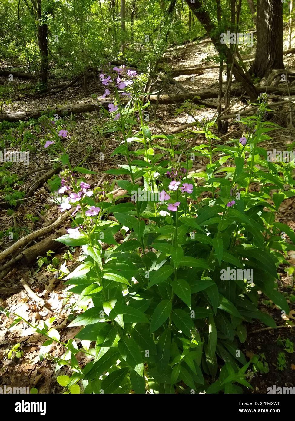 dame's rocket (Hesperis matronalis Stock Photo - Alamy