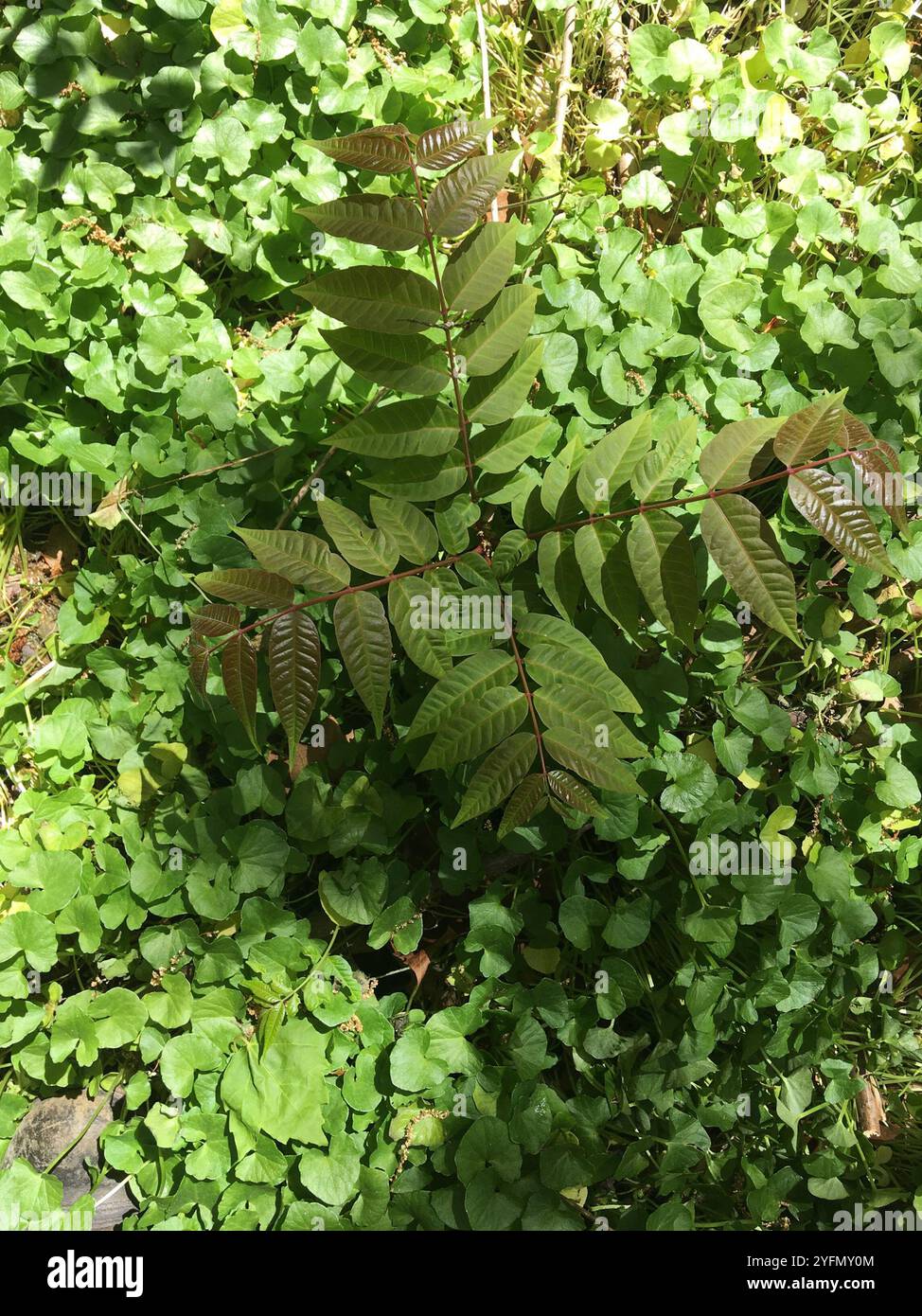 Tun tree (Toona sinensis Stock Photo - Alamy