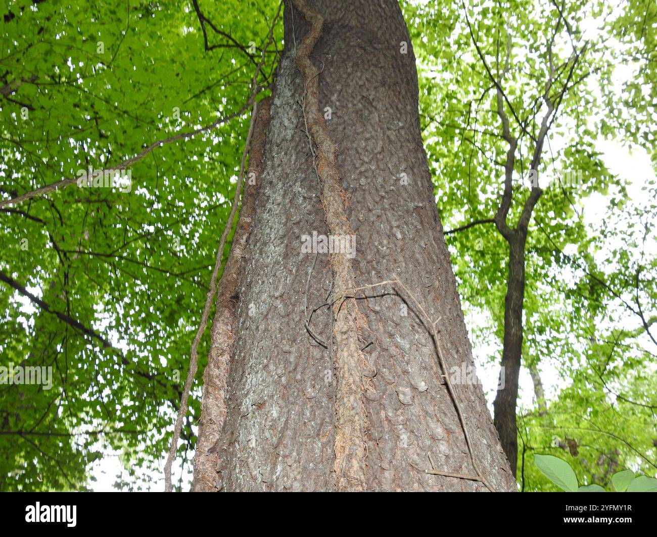 eastern poison ivy (Toxicodendron radicans Stock Photo - Alamy